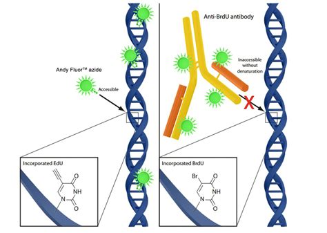 Tracking New DNA Synthesis ABP Biosciences