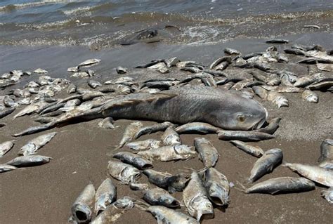 Miles De Peces Muertos Aparecen En La Costa De Texas