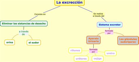 Mapa Conceptual De Excrecion En Los Seres Vivos Por
