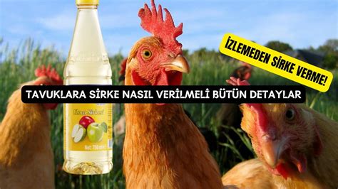 Tavuklara Sirke Nasıl Verilir Tavuklarda Sirke Kullanımı Doğal