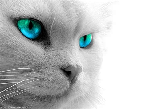 White Cat Blue Eyes Wallpapers Top Free White Cat Blue Eyes