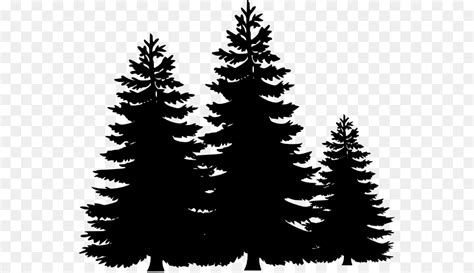 Black Pine Tree Pinus Contorta Tree PNG Silhouette Clip Art Image Png