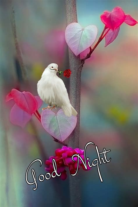 Top 999 Good Night And Sweet Dreams Images Amazing Collection Good