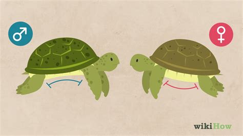 Descubre el género de tu tortuga Macho o hembra DonComo
