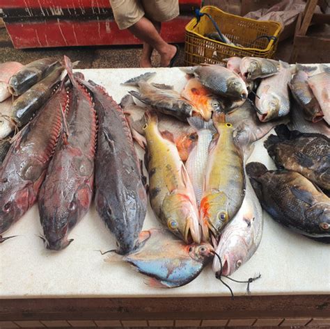 Imagens de comercialização Guia de Peixes Comercializados em Monte Alegre