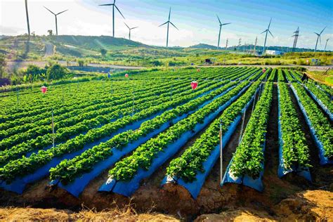 Agricultura sustentável saiba quais são seus benefícios