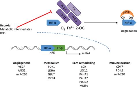 Regulation of HIF α stabilization Cellular oxygen levels are sensed by