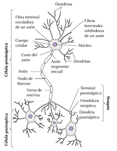 ANATOMÍA Y FISIOLOGÍA DE LA NEURONA
