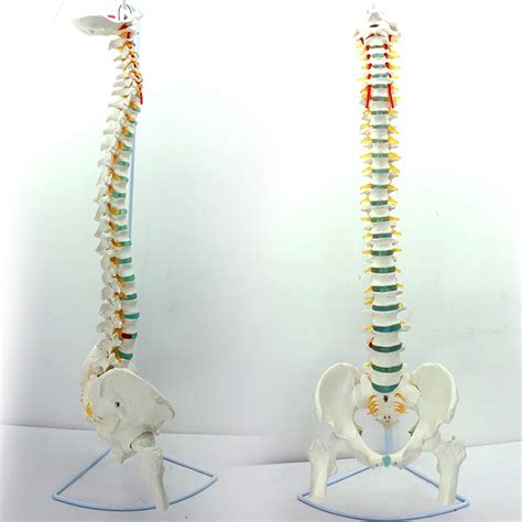 Buy FHUILI Life Size Spine Model Flexible Didactic Spinal Column