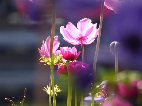 Natur Feder Garten Kostenloses Foto Auf Pixabay Pixabay