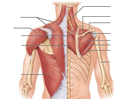 Posterior Back Muscles Diagram Quizlet