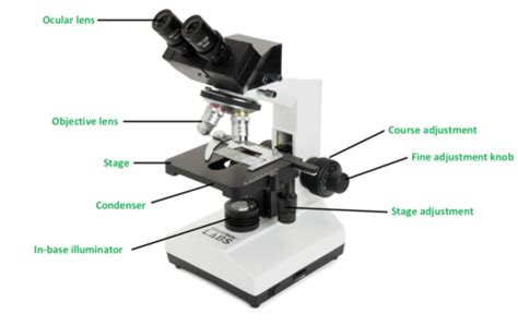 BIO Lab Final Flashcards Quizlet