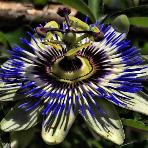 Descobrir Imagem Benef Cios Da Flor Do Maracuj Br Thptnganamst