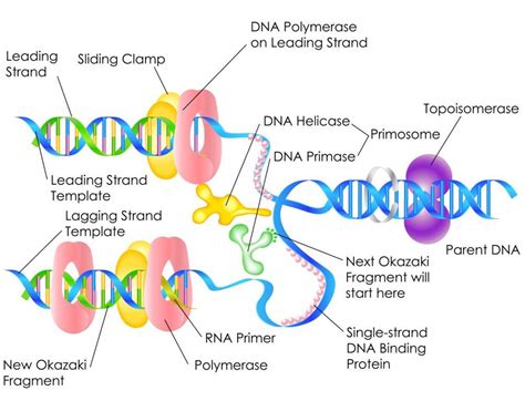 DNA Polymerases Quimigen Teaching Biology Biology Biology Lessons