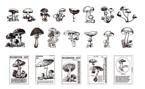 40 Pcs Mushroom Sketch Vellum Sticker Washi Stickers Fungi Etsy