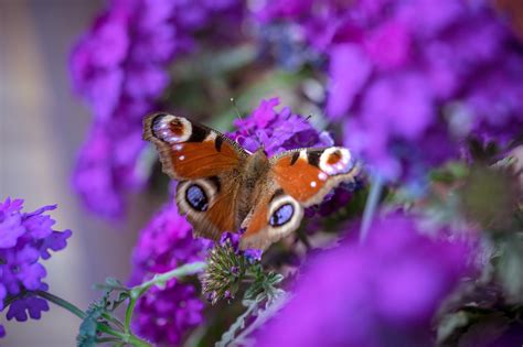 Borboleta Olho De Pav O Inseto Foto Gratuita No Pixabay Pixabay