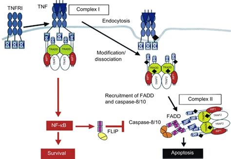 Signaling pathways of the cytokine TNF α Notes Soluble TNF α binds to