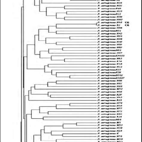 Dendrogram Dendrogram Generated Using Upgma Method Based On