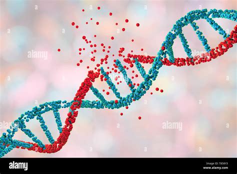 DNA Damage Illustration Stock Photo Alamy