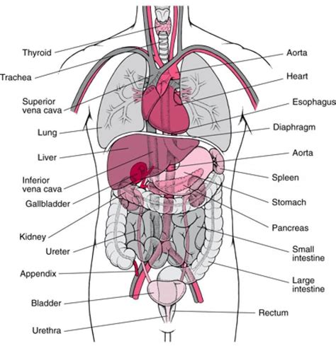 Diagram Of Organs In Human Body Diagram Of Human Internal Orgins