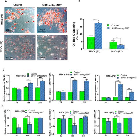 Knockdown Of SIRT1 NAT Improves The Adipogenic Differentiation