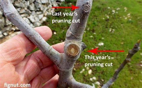 Pruning Fig Trees With Photos And Video Fignut