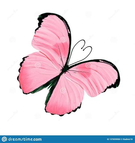 A Pink Butterfly Flying In The Air On A White Background Stock Photo
