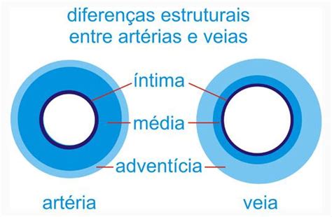 Qual A Diferen A Entre Art Ria E Veia
