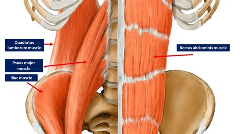 Figure An Anatomic Image Showing The StatPearls NCBI Bookshelf