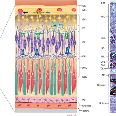 Schematic Illustration Of The Optical Pathway Visual Information