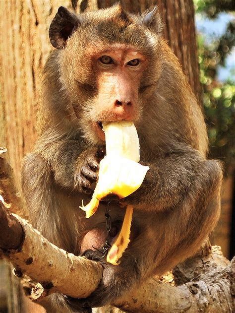 How Do Monkeys Eat Bananas
