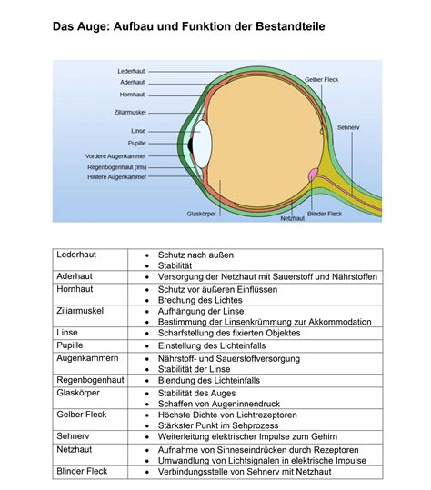 Das Auge Aufbau und Funktion des Sehorgans einfach erklärt