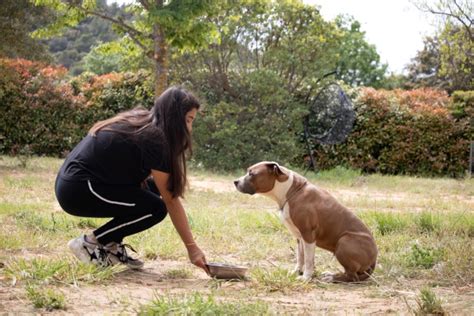 Cu Les Son Los Mejores Piensos Para Perros Esterilizados Blog