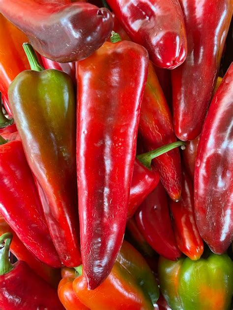 Pimento Italiano Vermelho Humus Agricultura Biológica