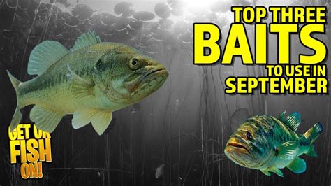 Three Bass Fishing Baits To Use In September Beginner Fishing Tips