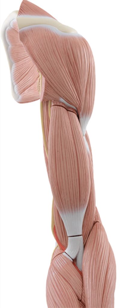 Arm Muscles Anterior View Diagram Quizlet