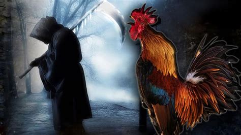 Qu Pasa Si Un Gallo Canta A Las De La Noche Infobue Ar
