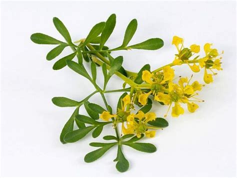 10 Beneficios De La Ruda Sorprendentes Para Tu Salud