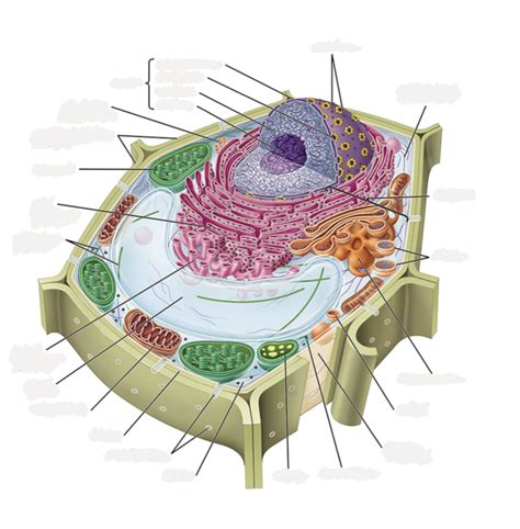 Eukaryotic Cells Plant Cell Diagram Quizlet