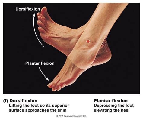 Definitive Guide To Mobility And Strenght In Your Ankles And Feet