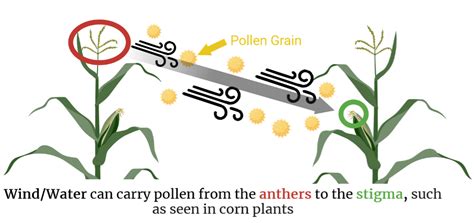 What Is Pollination The College Of Wooster Pollinator Plots