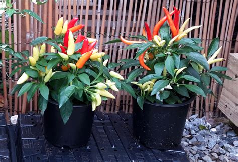 3 Cara Menanam Cabe Di Rumah Pot Polybag Hidroponik