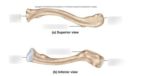 Clavicle Diagram Quizlet