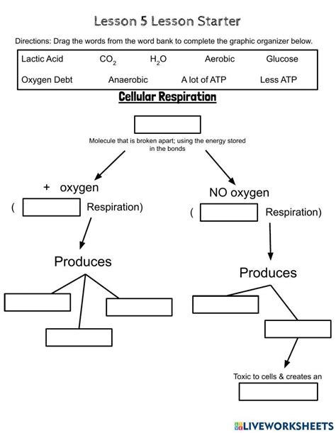 Photosynthesis And Cellular Respiration Worksheet Complete With