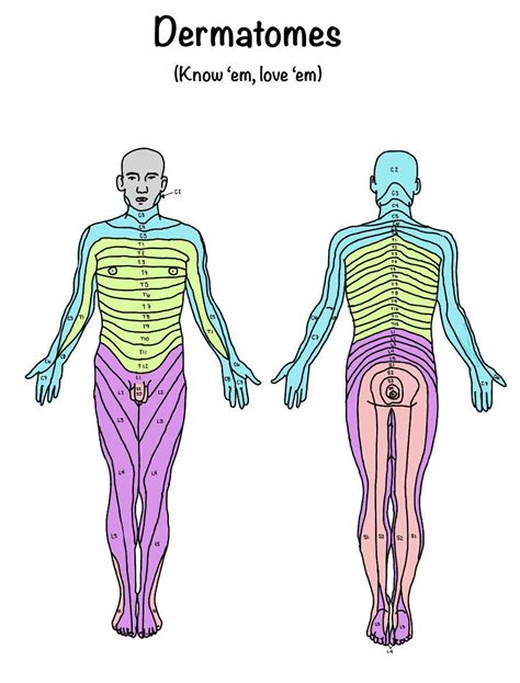 Dermatomes And Cutaneous Innervation Of The Extremities Etsy Ireland