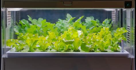 Hydroponics Intro Indoor Growing Systems