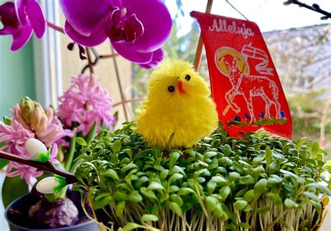 Pasqua Vacanze Foto Gratis Su Pixabay Pixabay