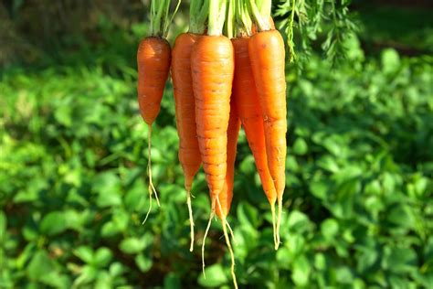 13 wichtigsten Vitamine Gesunde Ernährung GEOLINO