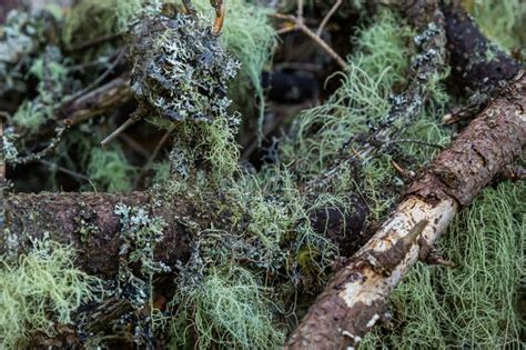Usnea Barbata Old Man S Beard Or Beard Lichen Growing Naturally On