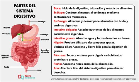 Partes del Sistema Digestivo Órganos y sus Funciones